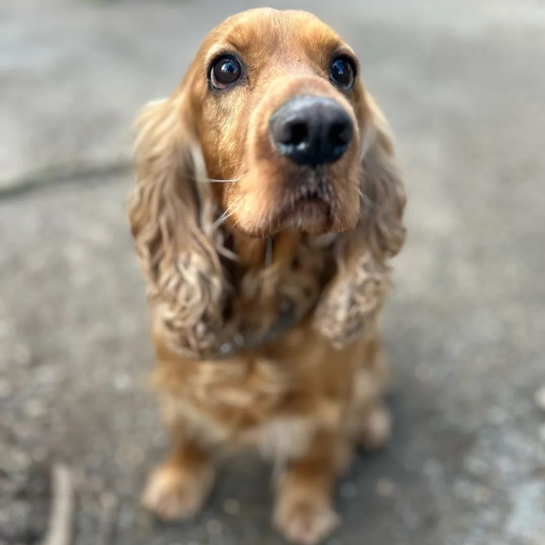 Tier der Woche im Kreistierheim Unna: Cockerspaniel Anton sucht seine ...